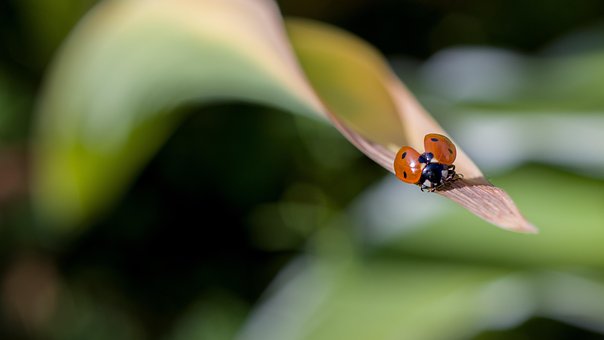 50+ Gambar Ladybug Flies & Serangga Gratis - Pixabay