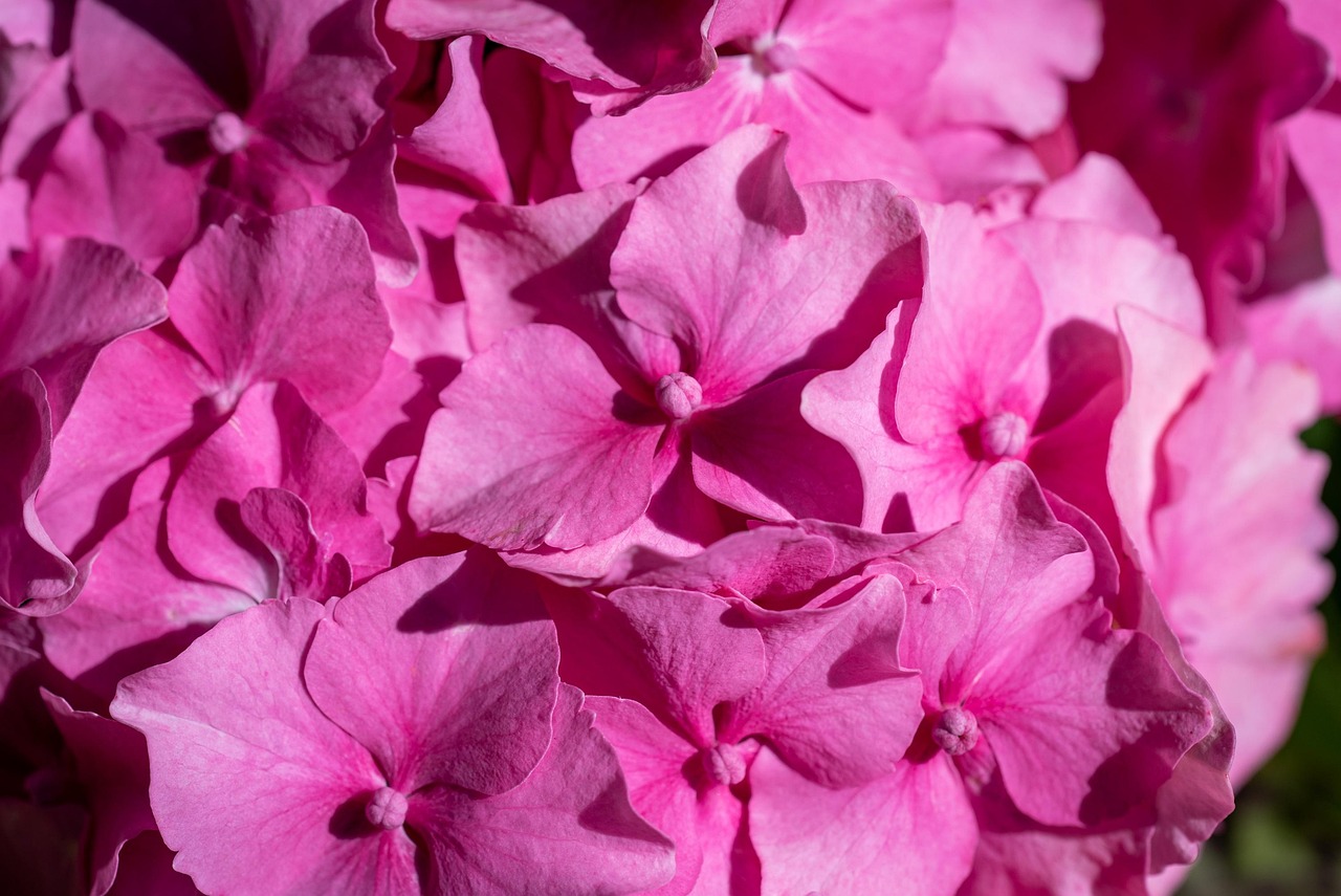 Flowers Phlox Garden - Free photo on Pixabay