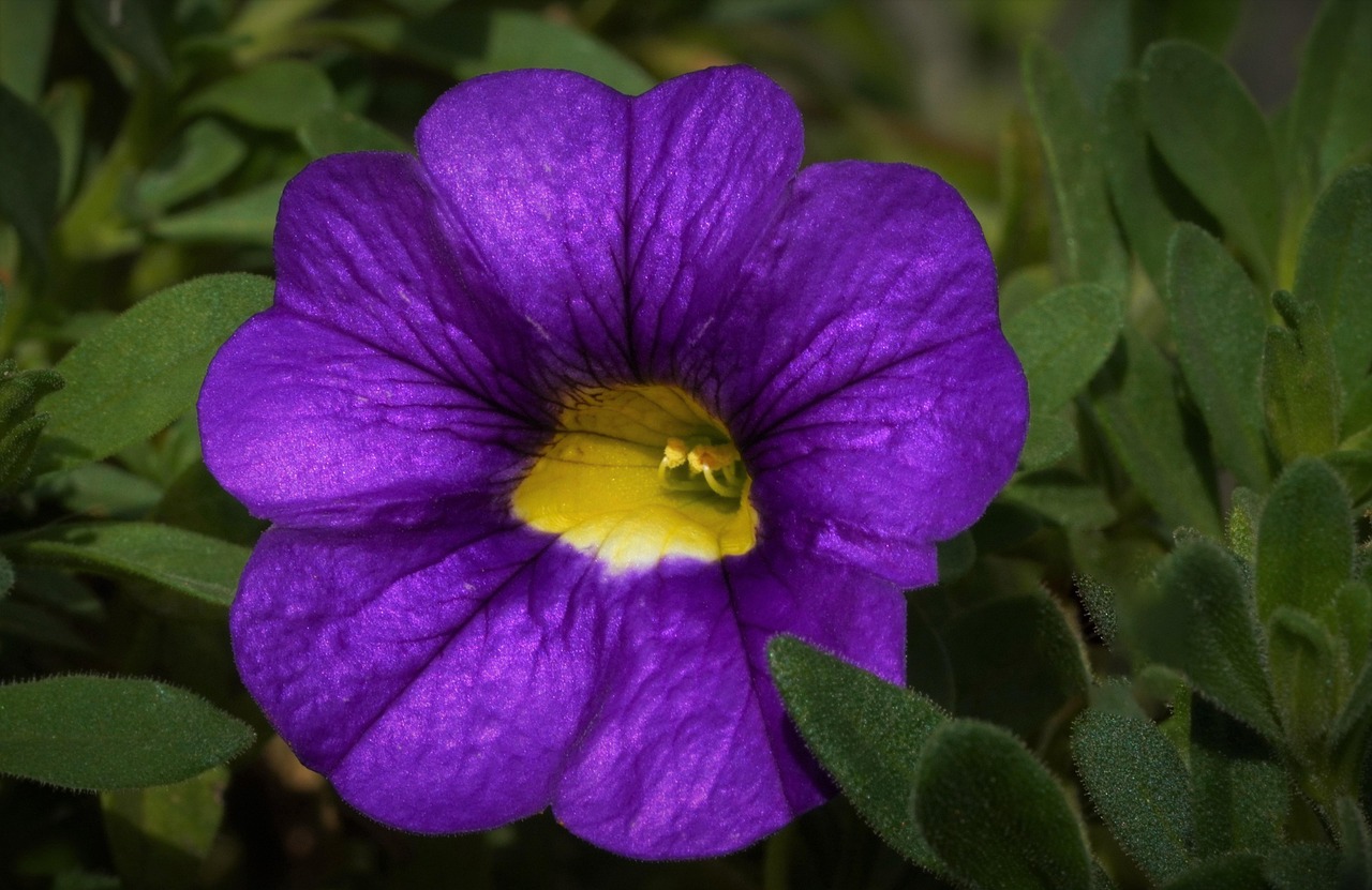 Gloire Du Matin Pétunia Fleur - Photo gratuite sur Pixabay - Pixabay