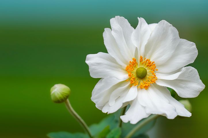 2,000+ Free Anemone & Bloom Images