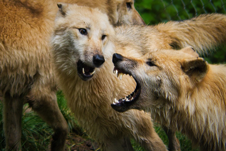 Wolves Animals Mammals - Free photo on Pixabay - Pixabay