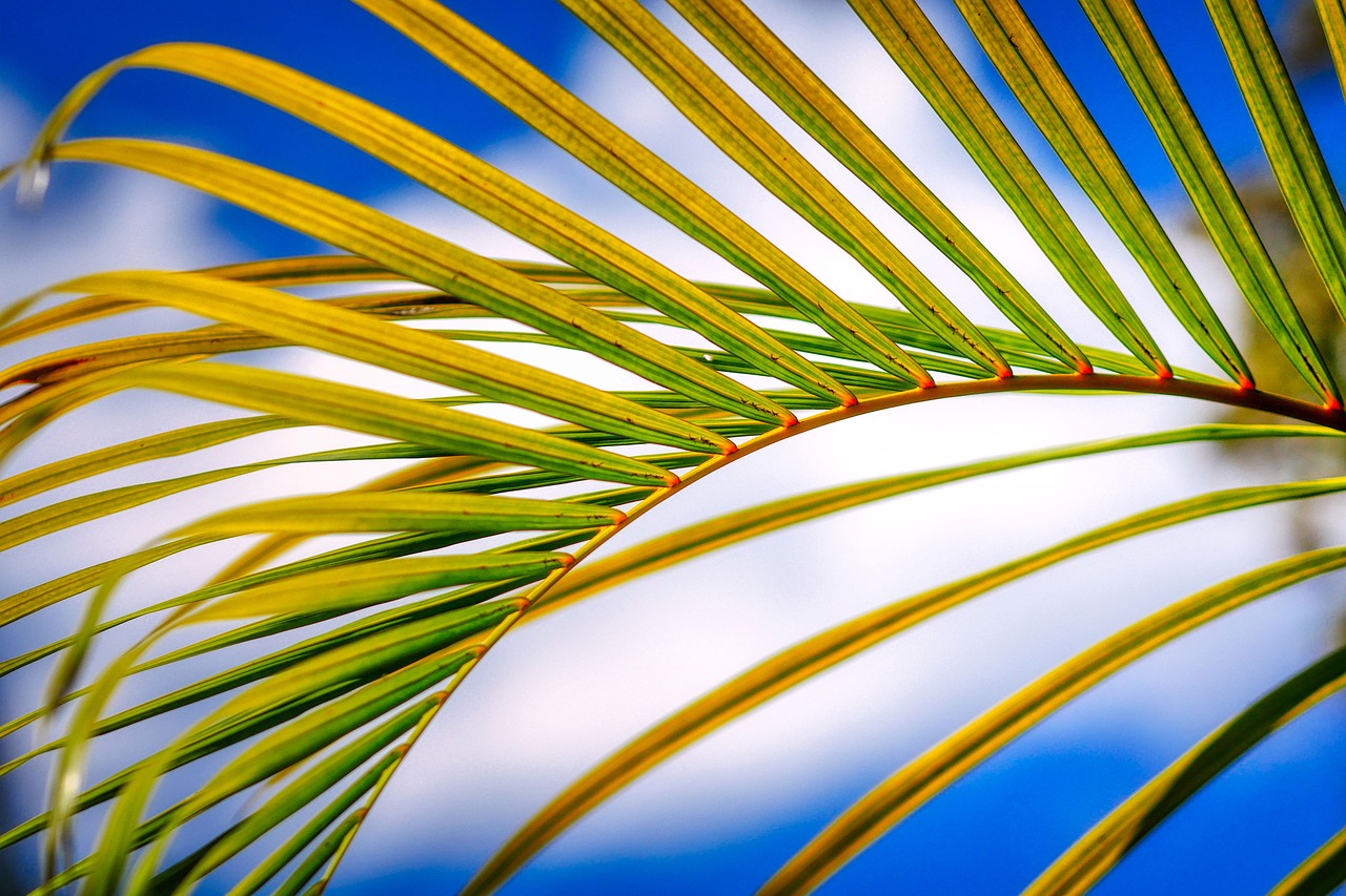 200,000+ Awesome Palm Tree Pictures & Images [HD] - Pixabay
