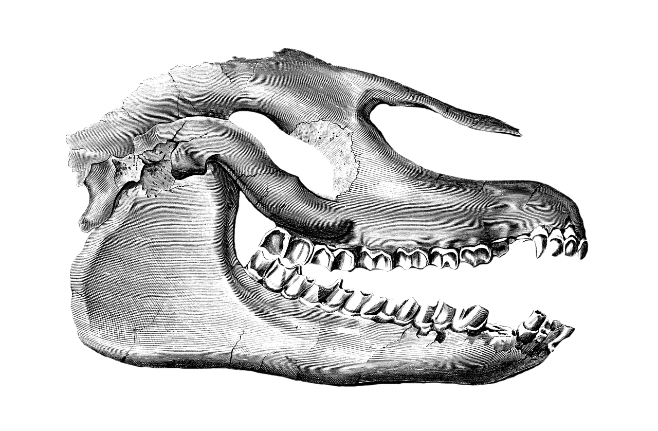 Menneskelig Fossil Hodeskalle Bildet : Museum, Død, Hodeskalle, Bein,