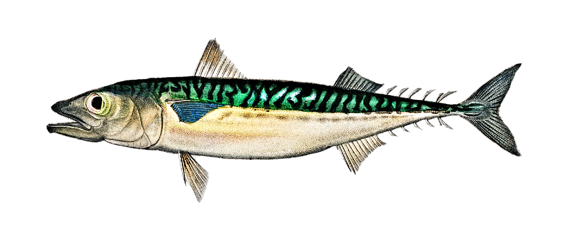 1+ Free Tinker Mackerel & Fish Images - Pixabay