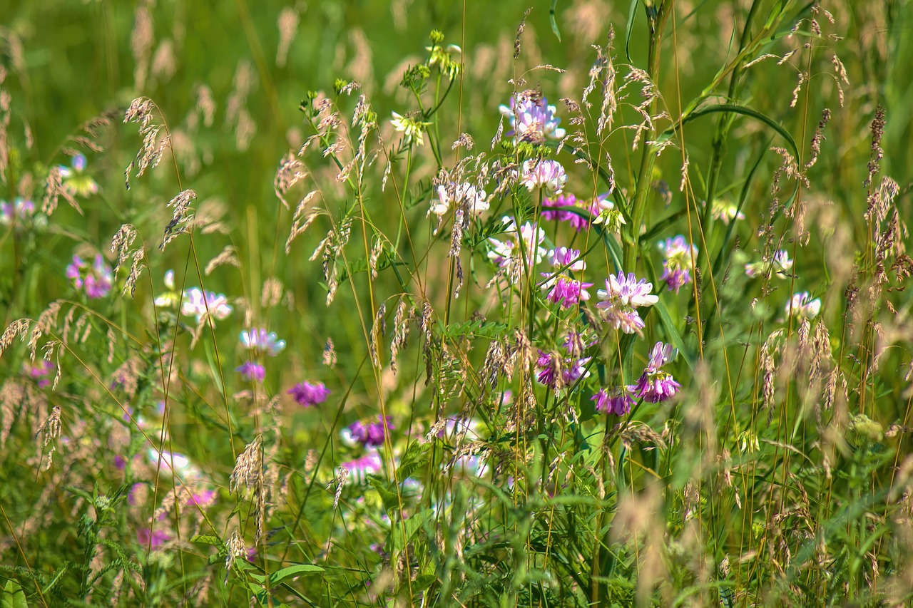Fleurs Prairie Herbe La - Photo gratuite sur Pixabay - Pixabay