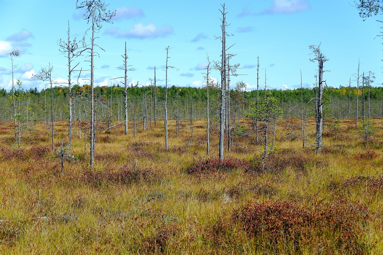 Swamp Trees Forest - Free photo on Pixabay