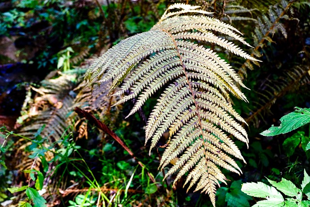 Samambaia Plantas Flora - Foto gratuita no Pixabay - Pixabay