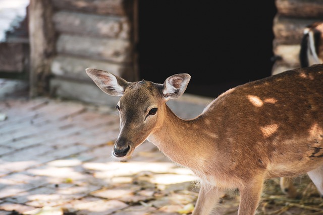 Animal Cervo Mamífero Animais - Foto gratuita no Pixabay - Pixabay