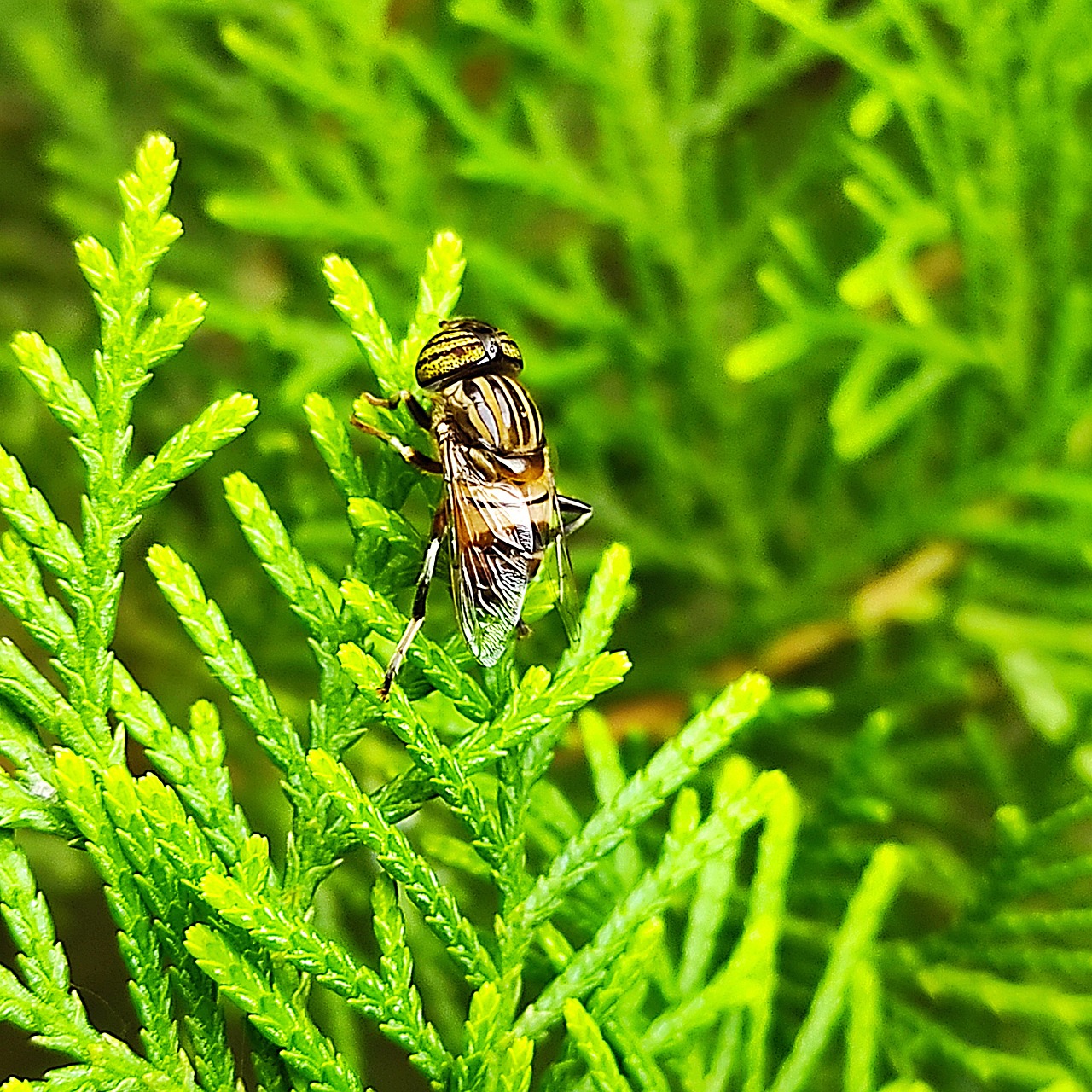 Hoverfly Voler Nature - Photo gratuite sur Pixabay - Pixabay