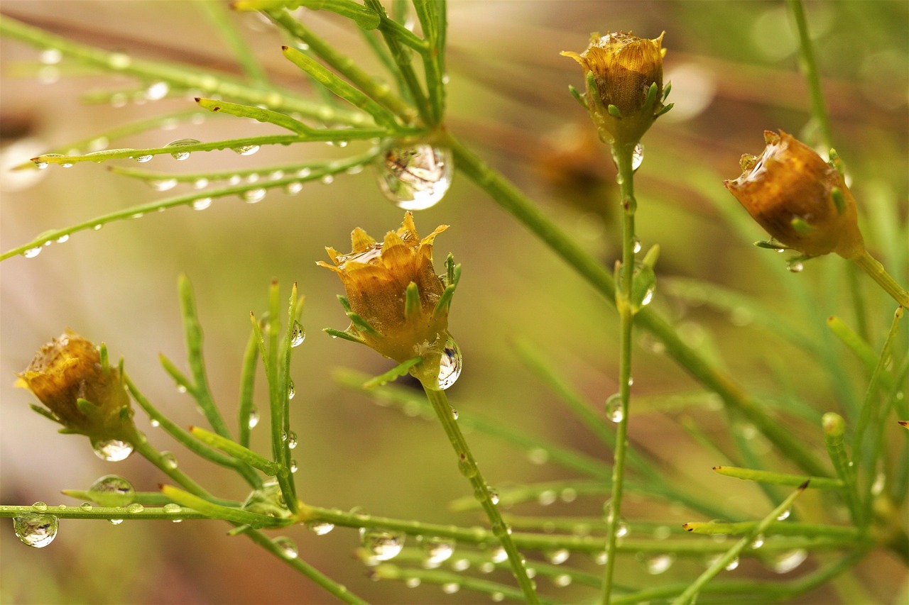 Nature Plant Botany - Free photo on Pixabay - Pixabay