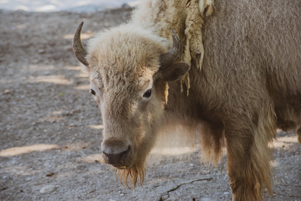 Bison Animal Cornes - Photo gratuite sur Pixabay - Pixabay