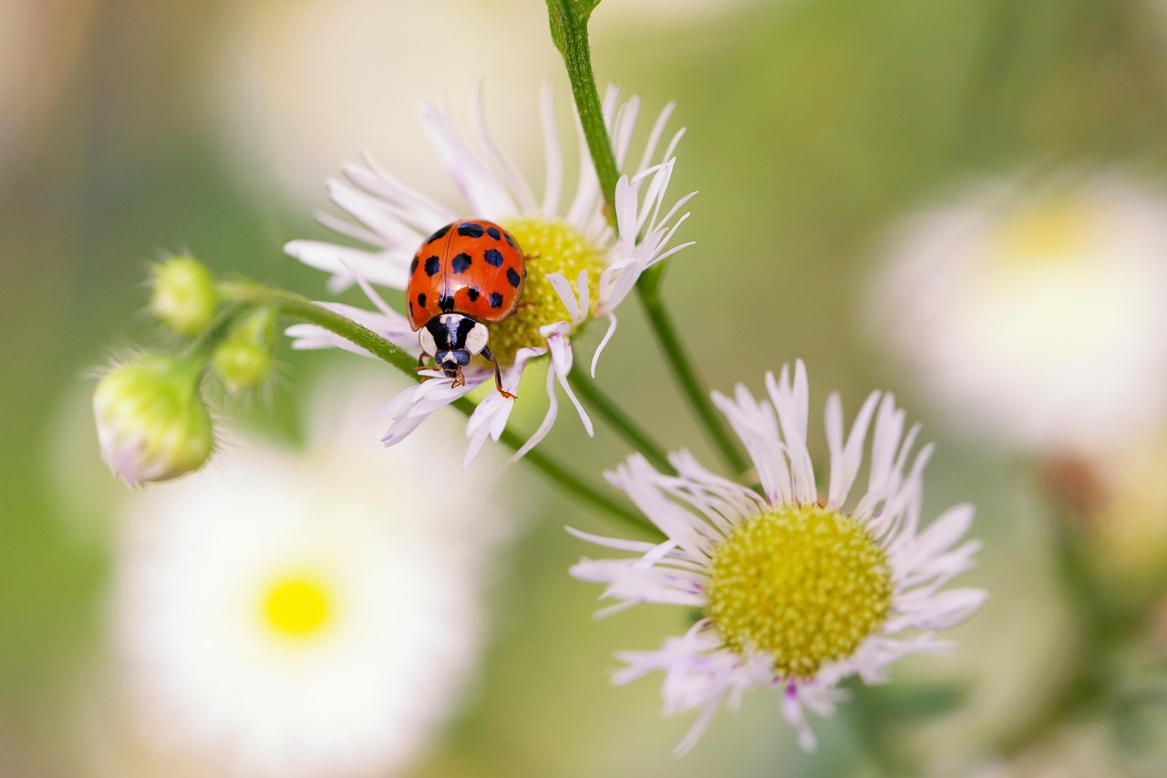 Ladybug Insect Ladybird Beetle - Free photo on Pixabay - Pixabay