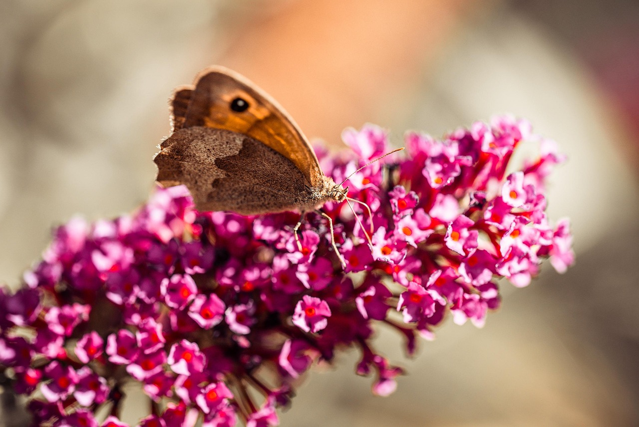 Meadow Brown Butterfly - Free photo on Pixabay - Pixabay