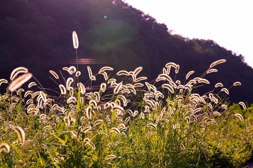 Nature Foxtail Grass - Free photo on Pixabay