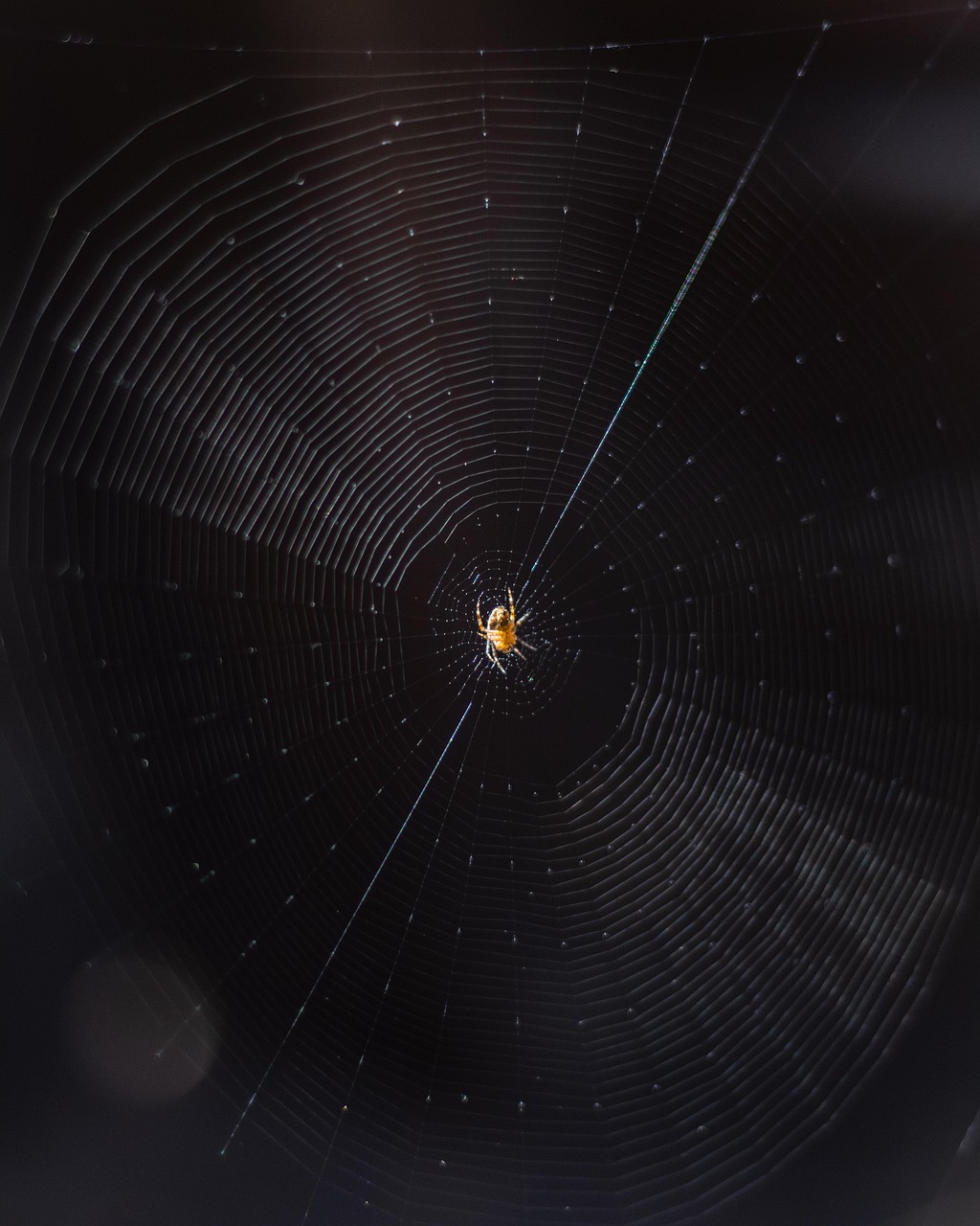 Spider Valokuvaaja - Ilmainen valokuva Pixabayssa - Pixabay