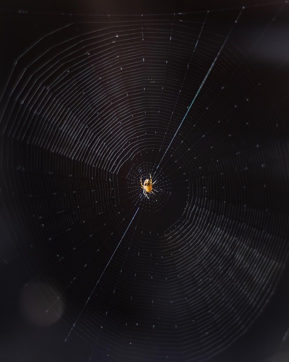 Spider Valokuvaaja - Ilmainen valokuva Pixabayssa - Pixabay