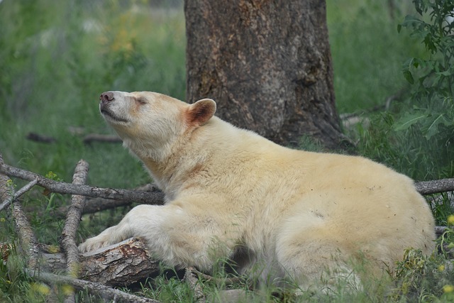 Urso Animal Mamífero - Foto gratuita no Pixabay - Pixabay