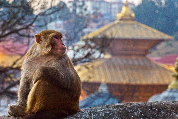 100+ Free Monkey Temple & Monkey Images - Pixabay