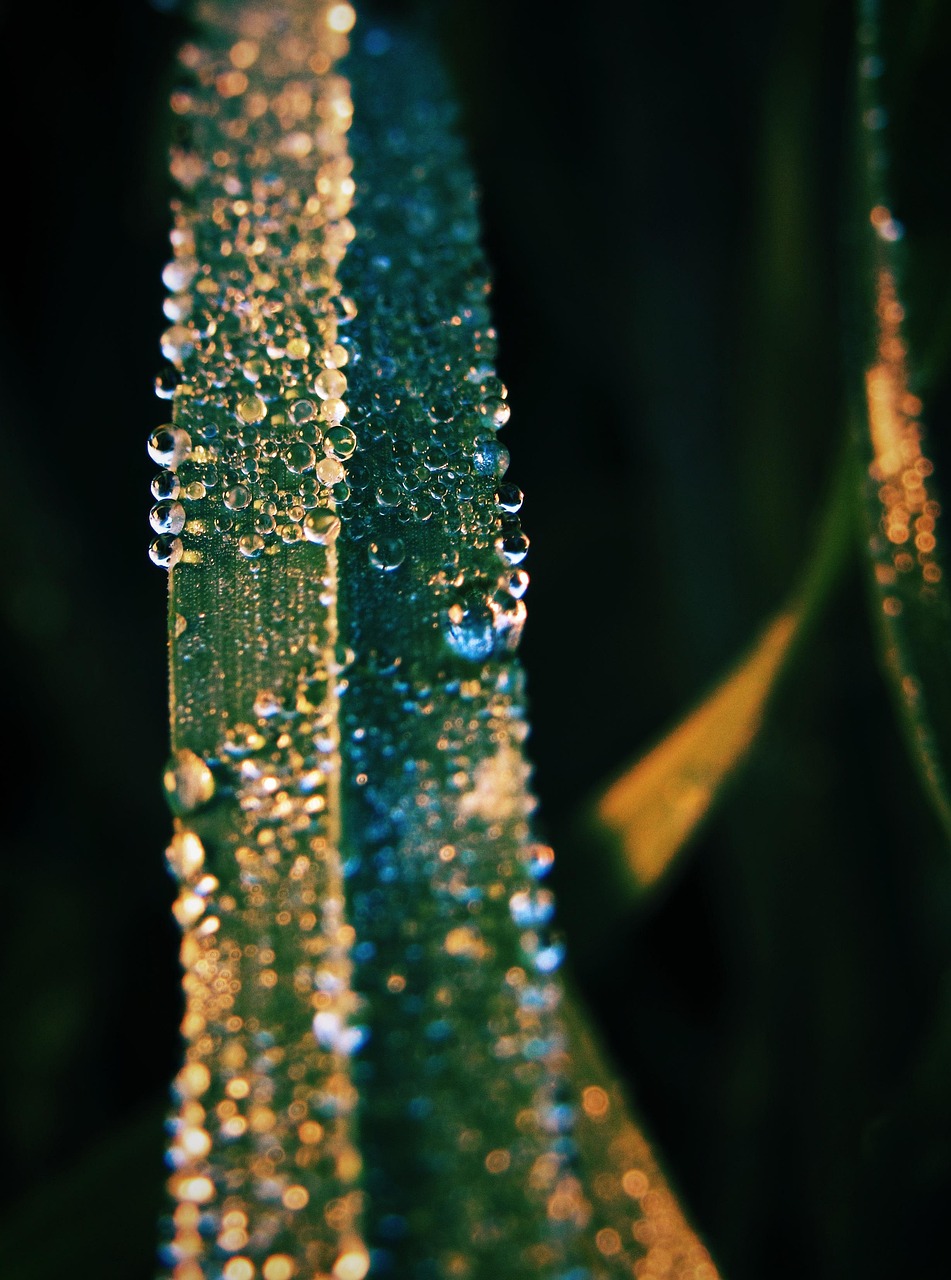 Feuille Plantes Botanique Goutte - Photo gratuite sur Pixabay - Pixabay