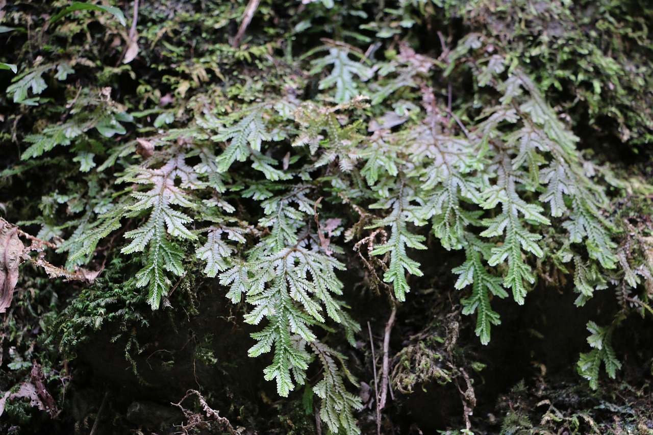 Planta Natural - Foto gratuita no Pixabay - Pixabay