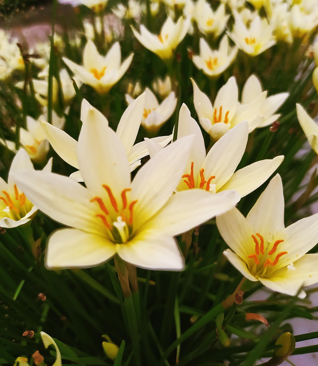 Blüte Flora Blumen - Kostenloses Foto auf Pixabay - Pixabay
