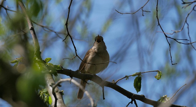 Nightingale Songbird Bird - Free photo on Pixabay - Pixabay