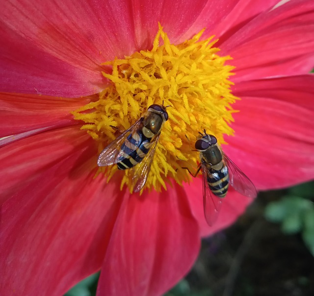 Bees Insects Pollinate - Free photo on Pixabay - Pixabay