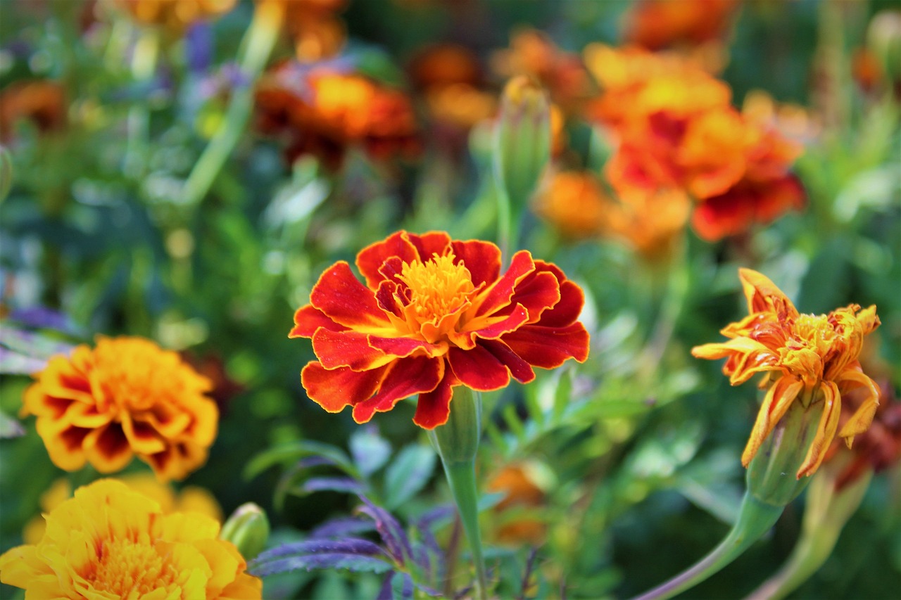 Flower Marigold Bloom - Free photo on Pixabay - Pixabay