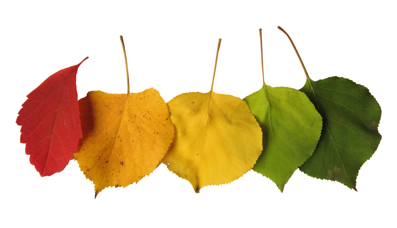 Download Colored Leaves, Autumn Leaves, Rainbow Colors. Royalty-Free ...