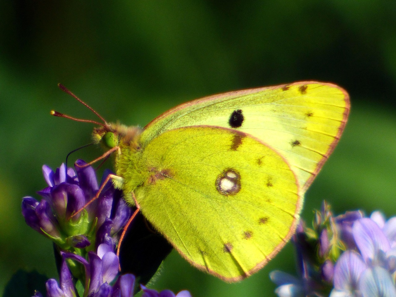 Berger'S Clouded Yellow Butterfly - Free photo on Pixabay