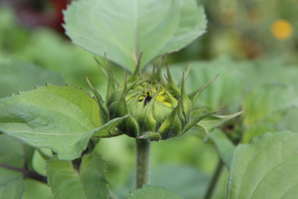 Sunflower Button Seed - Free photo on Pixabay - Pixabay