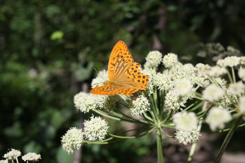Fritillary Butterfly - Free photo on Pixabay