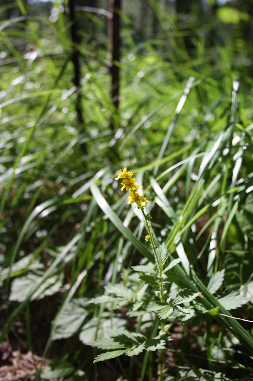 Flora Nature Landscape - Free photo on Pixabay - Pixabay