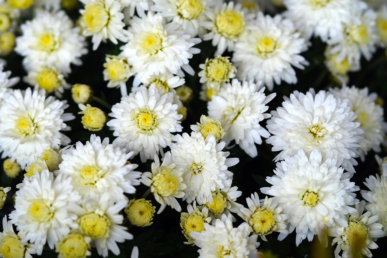 Flowers Aster Bloom - Free photo on Pixabay - Pixabay