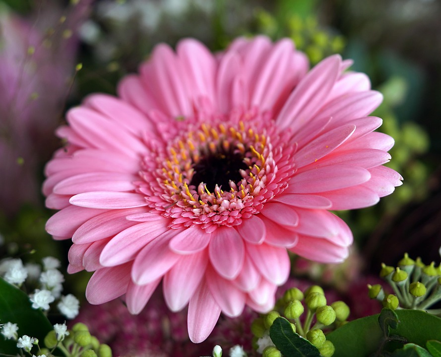 翠菊 非洲菊 花 Pixabay上的免费照片 Pixabay