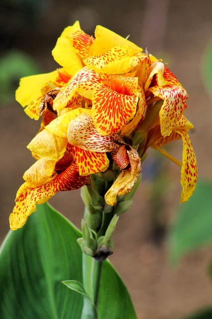Canna Lily Bunga Kuning - Foto gratis di Pixabay - Pixabay