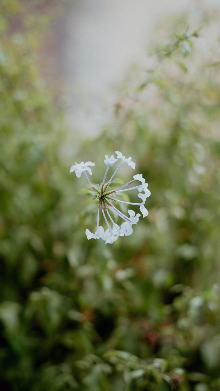 Leadwort Cape Flores Planta - Foto gratuita no Pixabay - Pixabay