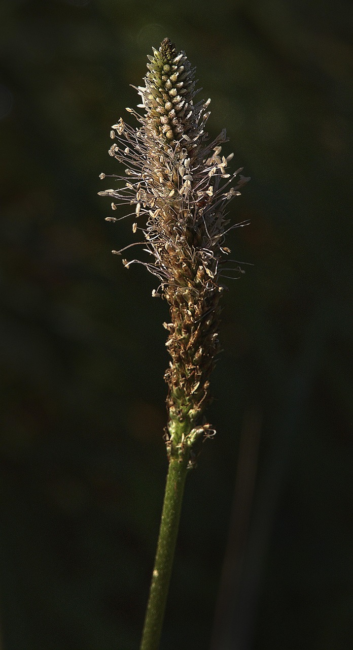 7+ Free Plantain Weed & Plantain Images - Pixabay