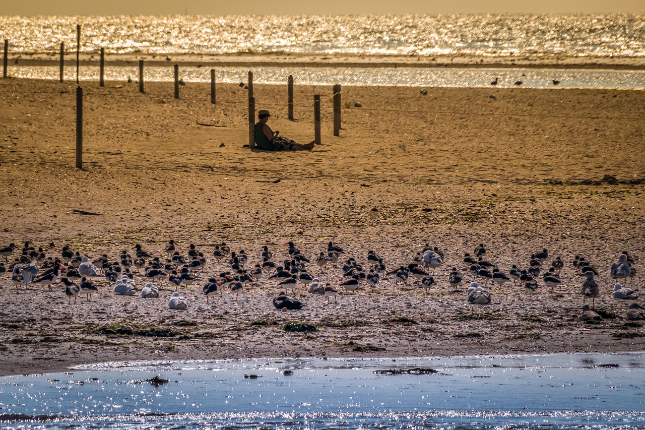 Beach Birds Outdoors - Free photo on Pixabay