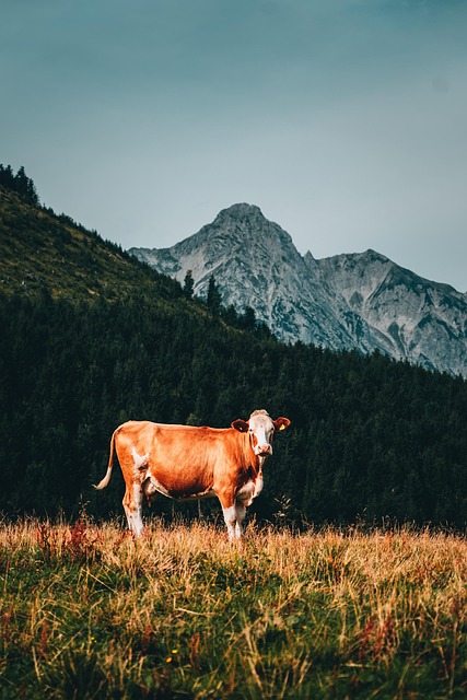 Tier Kuh Weide - Kostenloses Foto auf Pixabay - Pixabay