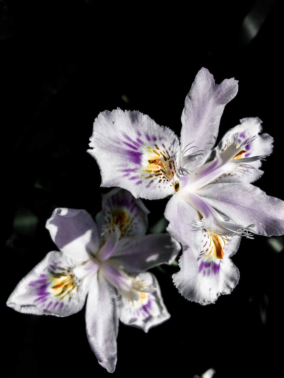Lily Of The Incas Peruvian Lilies - Free photo on Pixabay