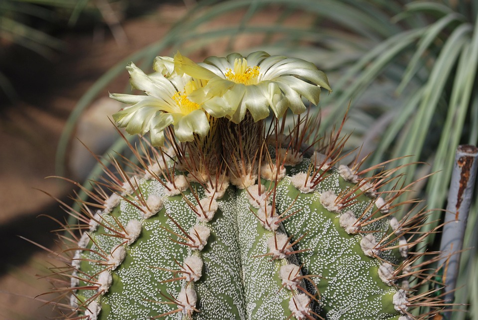 Cactus Fleur De Nature - Photo gratuite sur Pixabay - Pixabay
