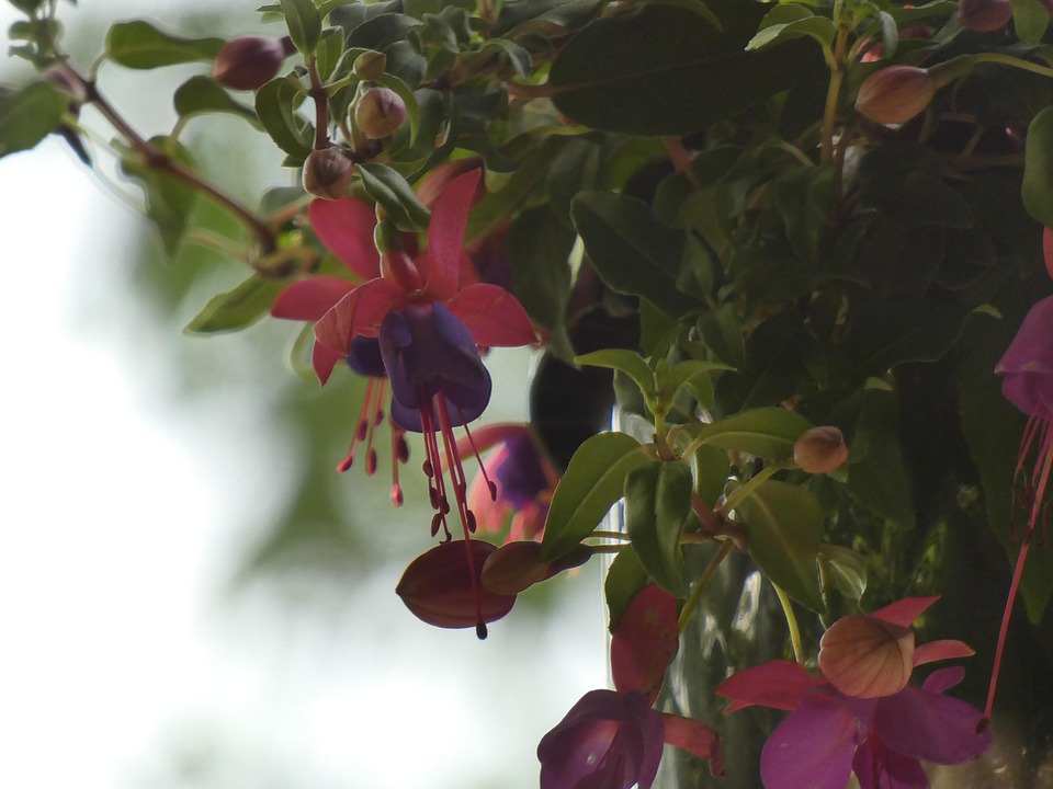 Fuschia Fleur - Photo gratuite sur Pixabay - Pixabay