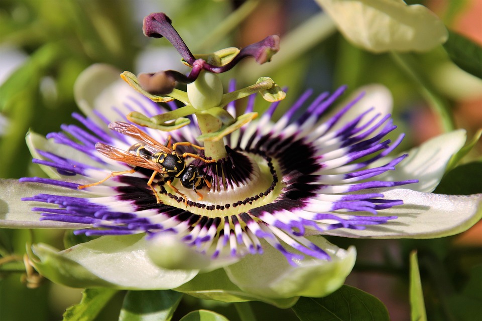 Purple Passionflower Flower Wasp - Free photo on Pixabay