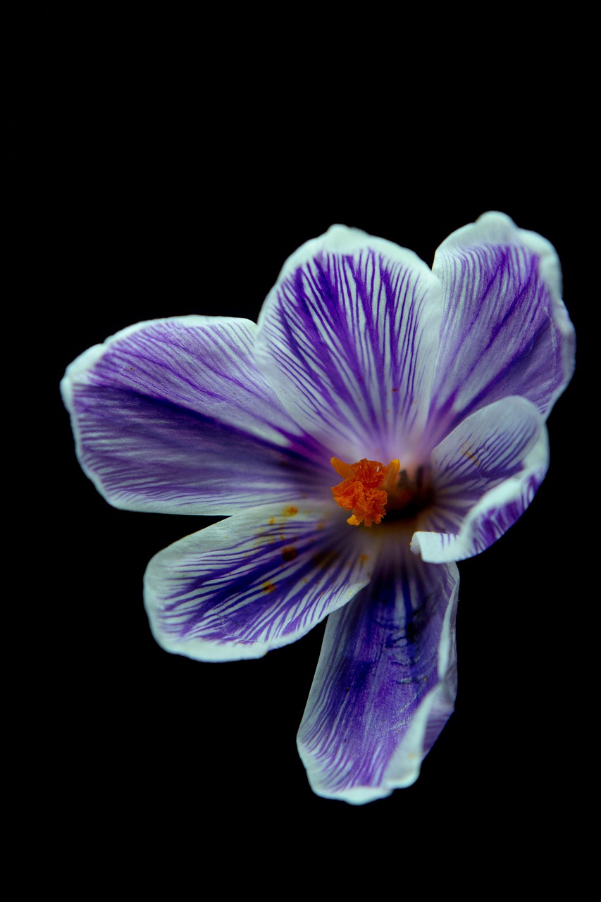 Bunga Warna Kuning Kemerahan Bloom - Foto gratis di Pixabay - Pixabay