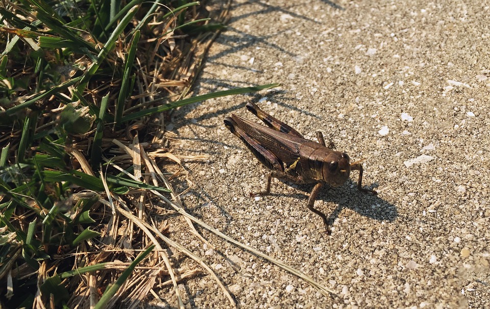 Grasshopper Insect Mantodea - Free photo on Pixabay - Pixabay