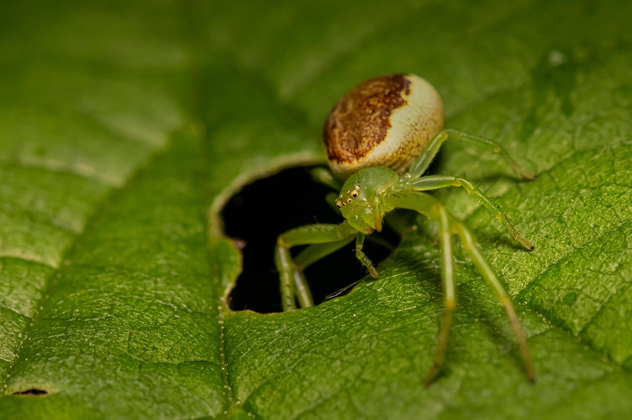 Krabbenspinne Spinne Blatt - Kostenloses Foto auf Pixabay - Pixabay