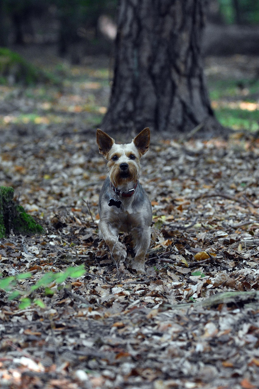 Hund Haustier Eckzahn - Kostenloses Foto auf Pixabay - Pixabay
