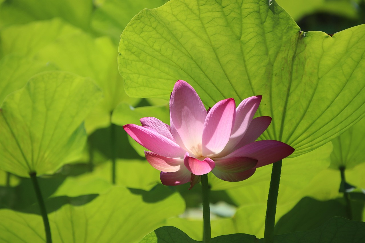 Flower Lotus Nature - Free photo on Pixabay