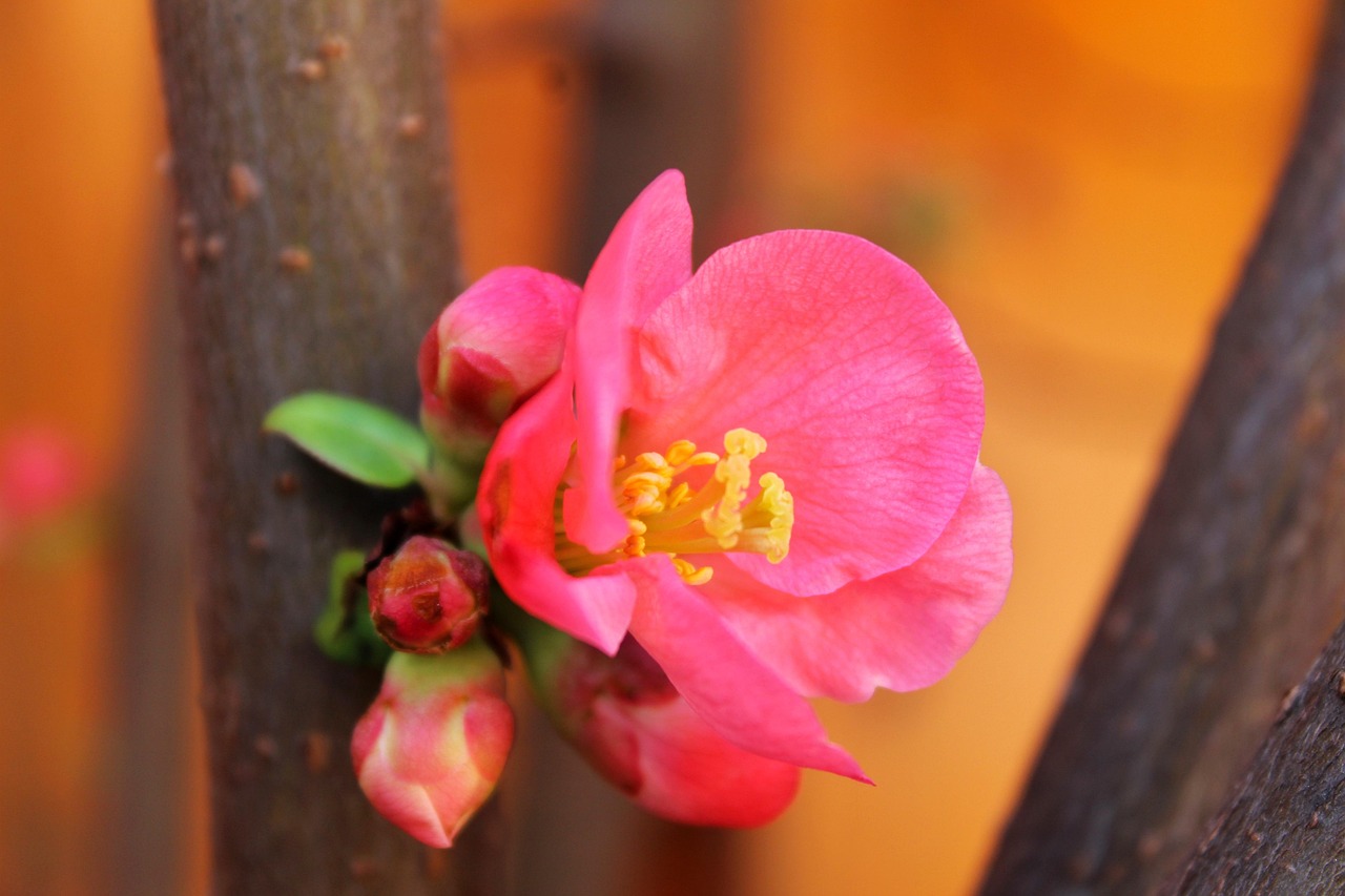 Japanese Quince Flower Branch - Free photo on Pixabay - Pixabay